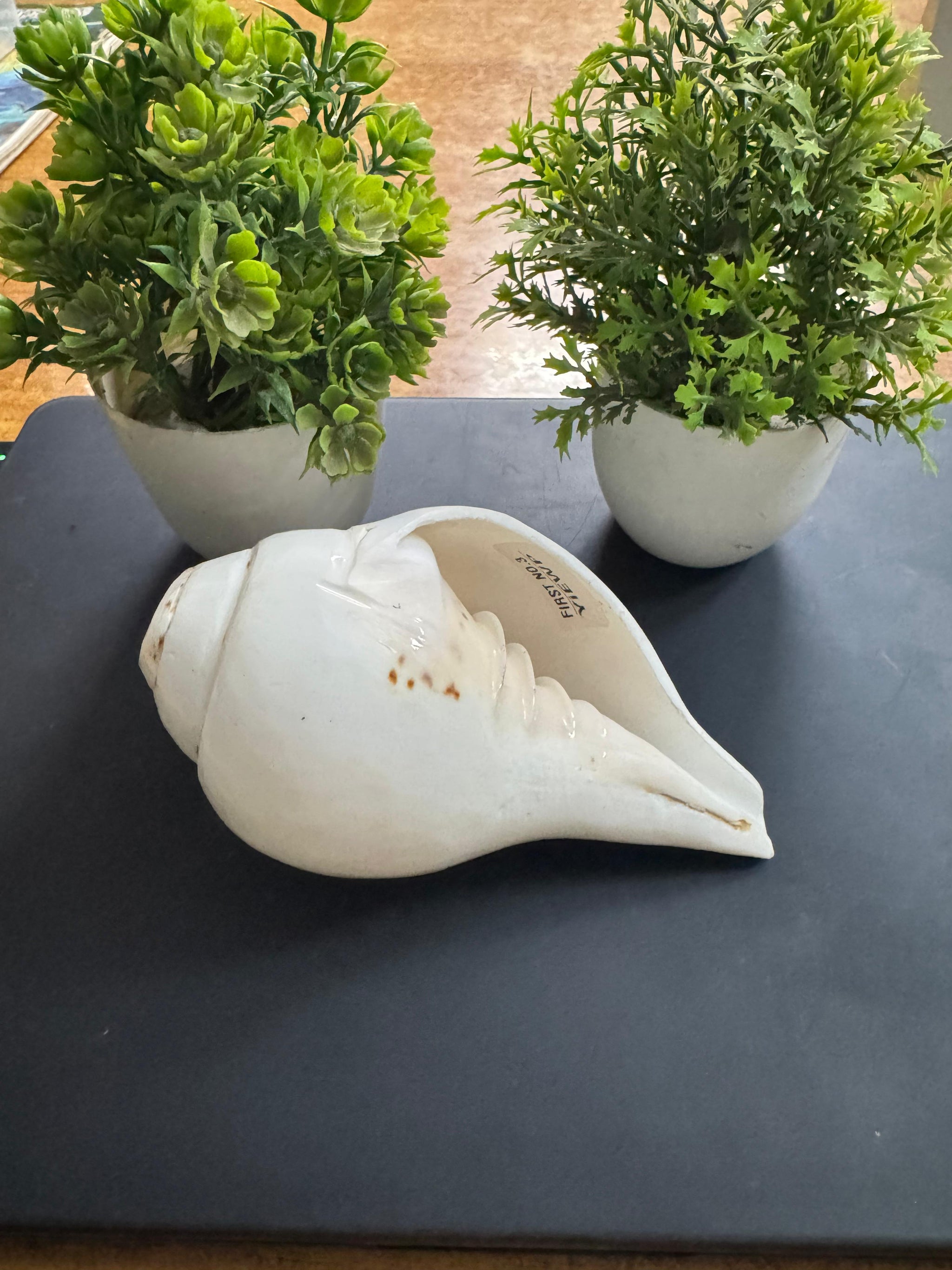 Buy Shankh (Conch Shell) Online at Best Price