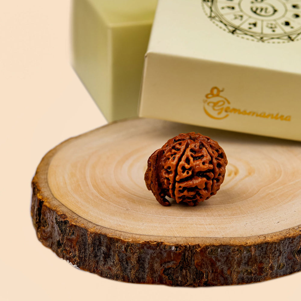 Buy Original Ganesha Rudraksha Online at Best Price